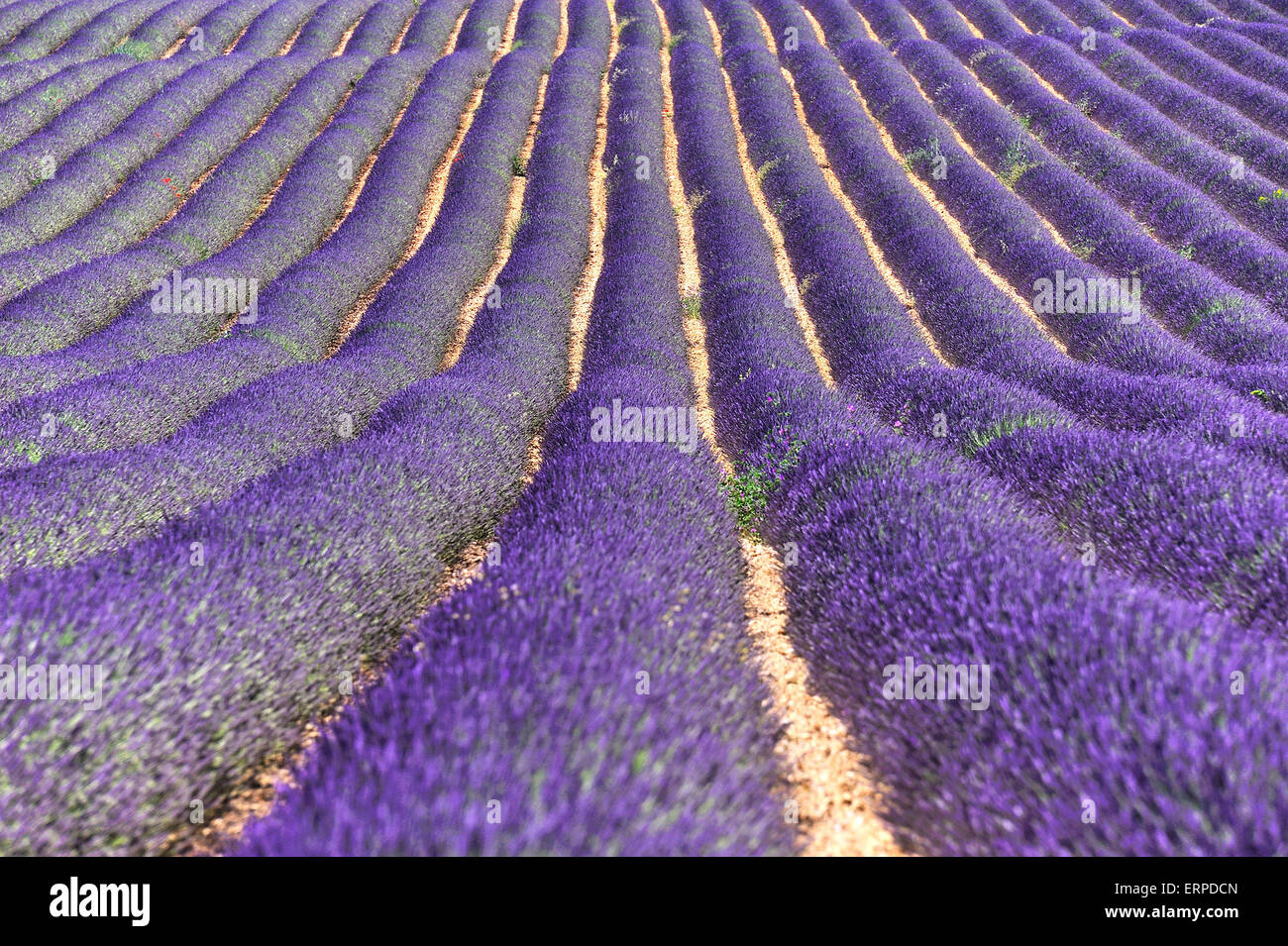 Long rows of Lavender Stock Photo - Alamy