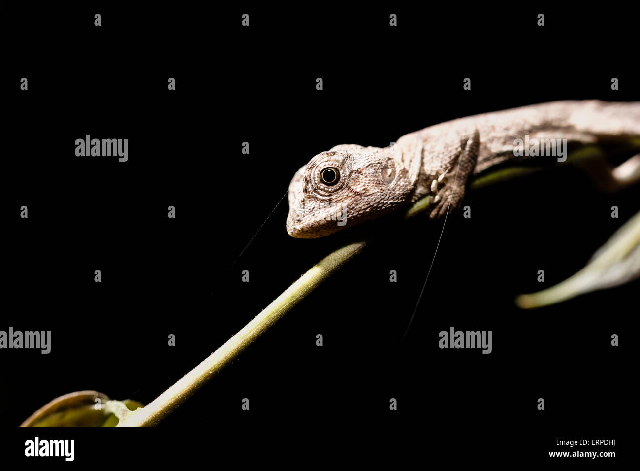 Baby lizard hi-res stock photography and images - Alamy