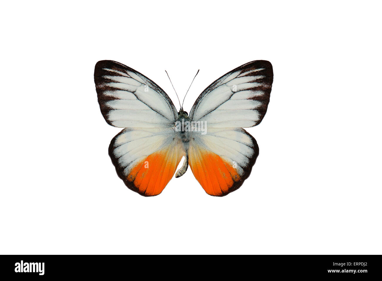 Beautiful male Orange Gull Butterfly (Cepora iudith) in process color ...