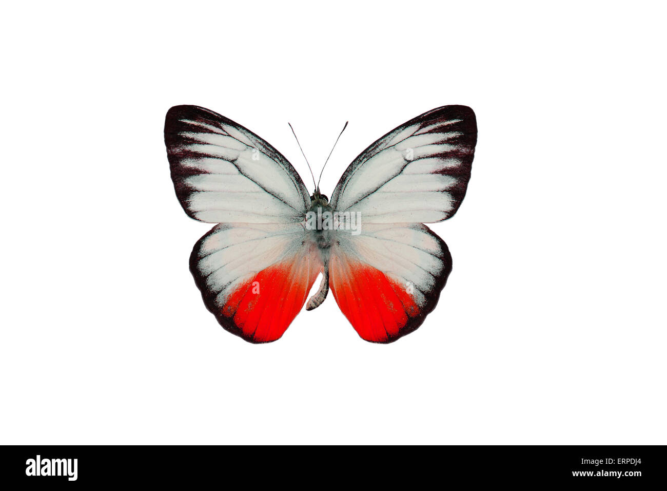 Beautiful male Orange Gull Butterfly (Cepora iudith) in process color ...