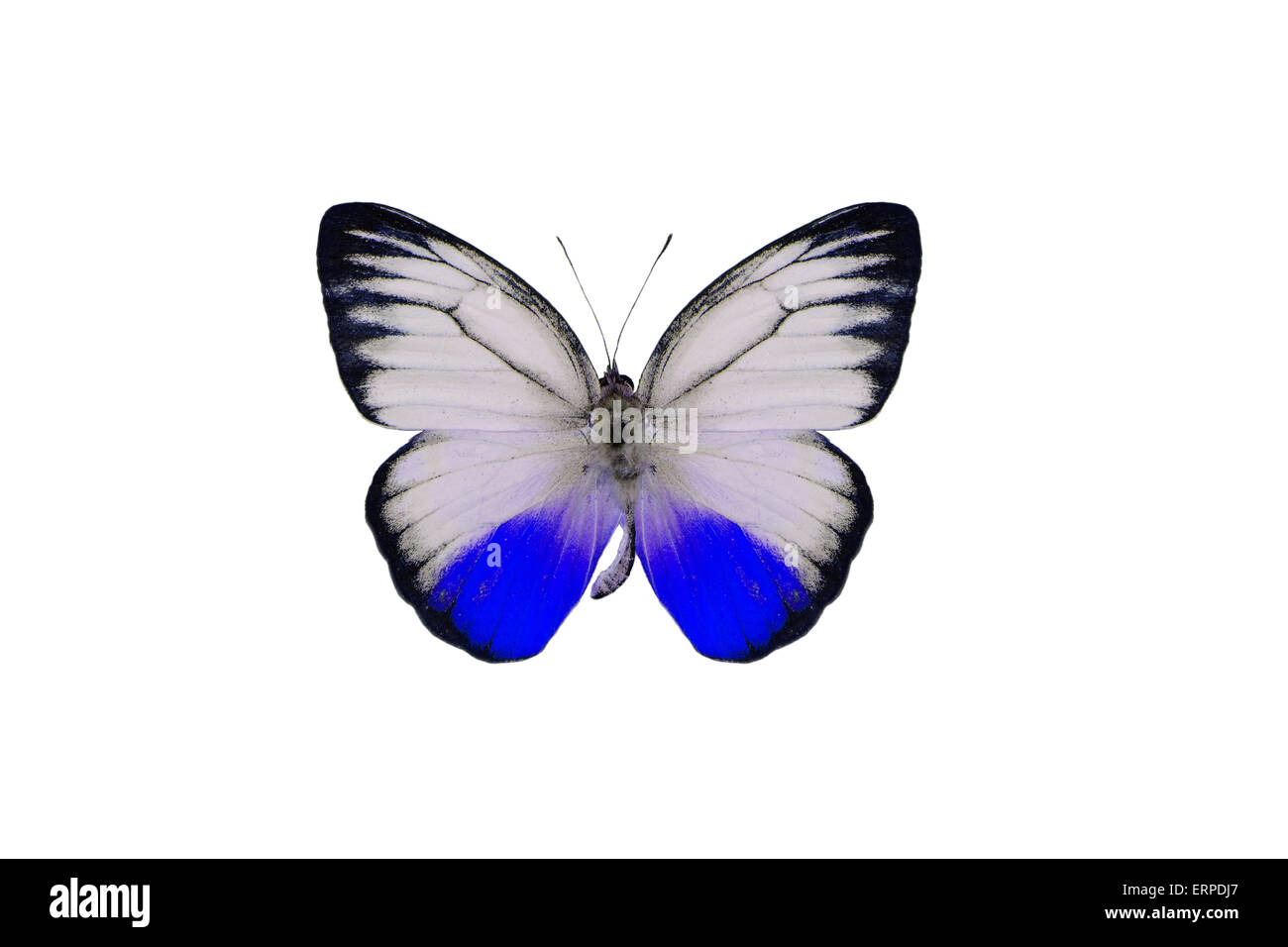 Beautiful male Orange Gull Butterfly (Cepora iudith) in process color ...