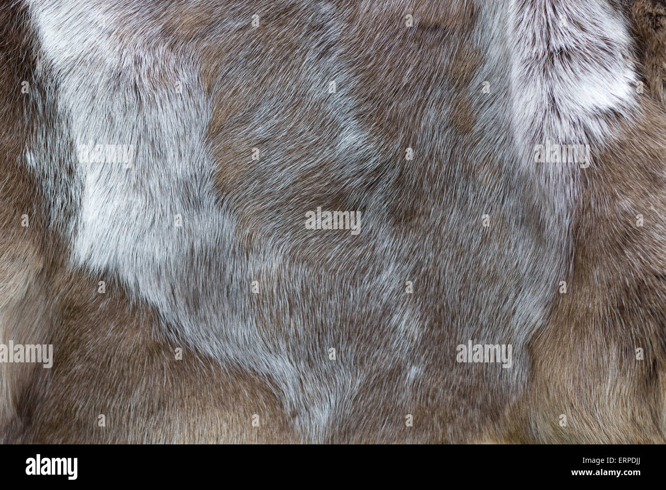Animal furs hi-res stock photography and images - Alamy