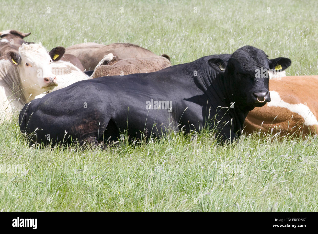Black Bull Ring Nose High Resolution Stock Photography and Images - Alamy
