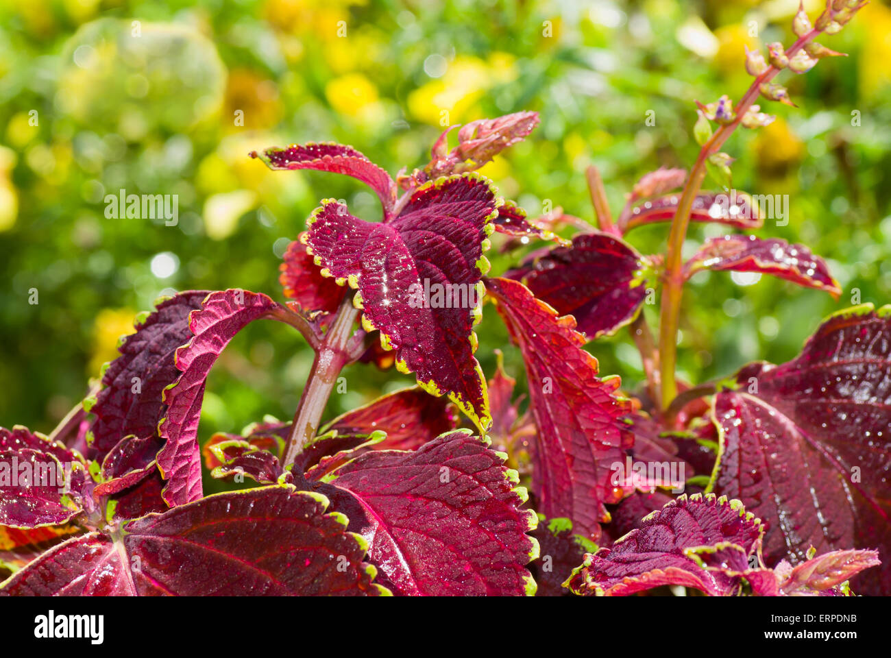 Coleus flower hi-res stock photography and images - Alamy