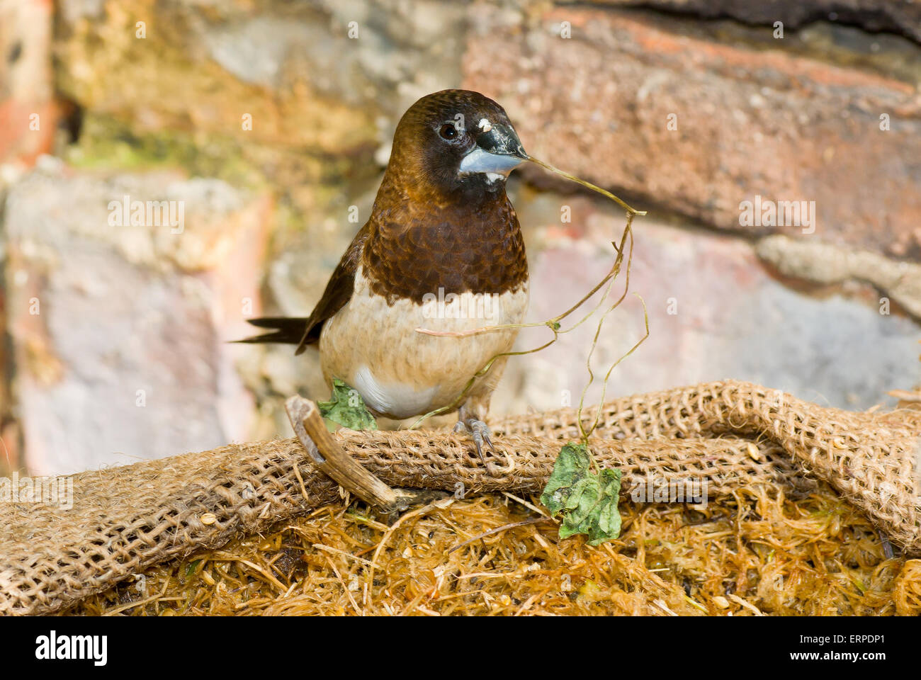 Japanese amadina ready for lunch Stock Photo - Alamy