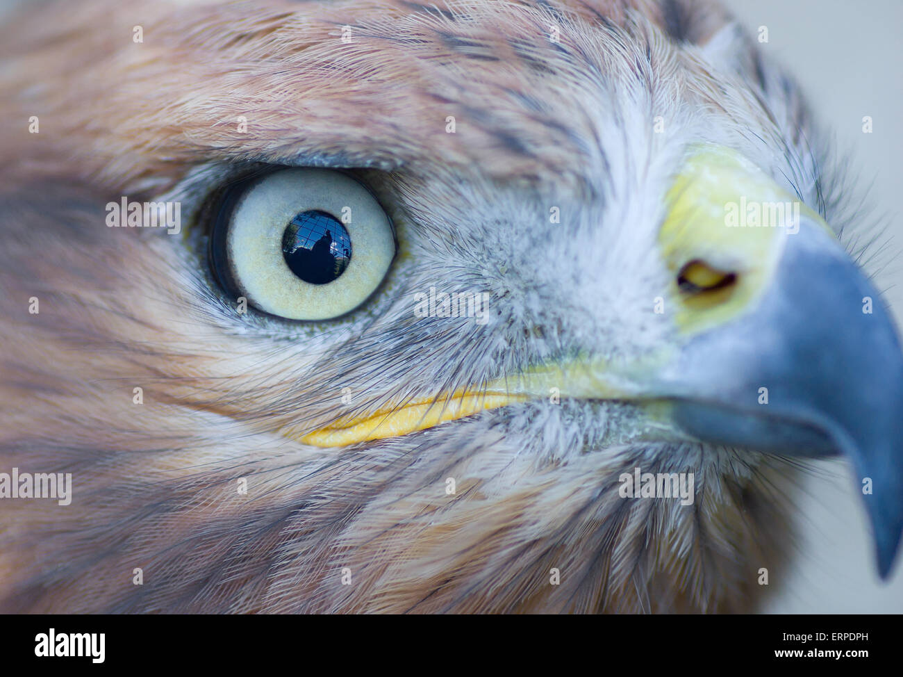 A Long-legged Buzzard's (Buteo rufinus) eye with cage reflection in it ...