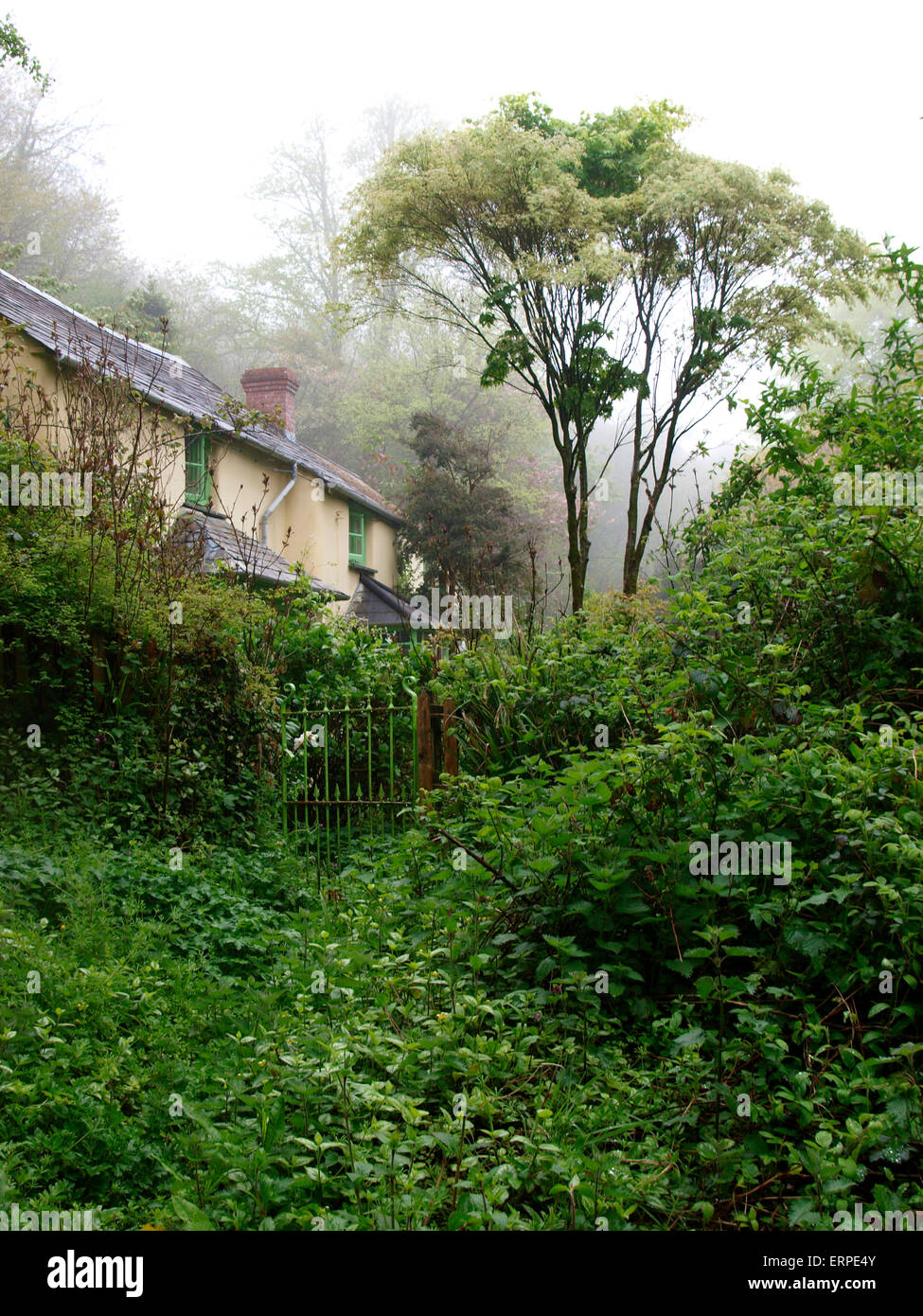 House in a forest on a foggy day, Welcombe, Devon, UK Stock Photo - Alamy