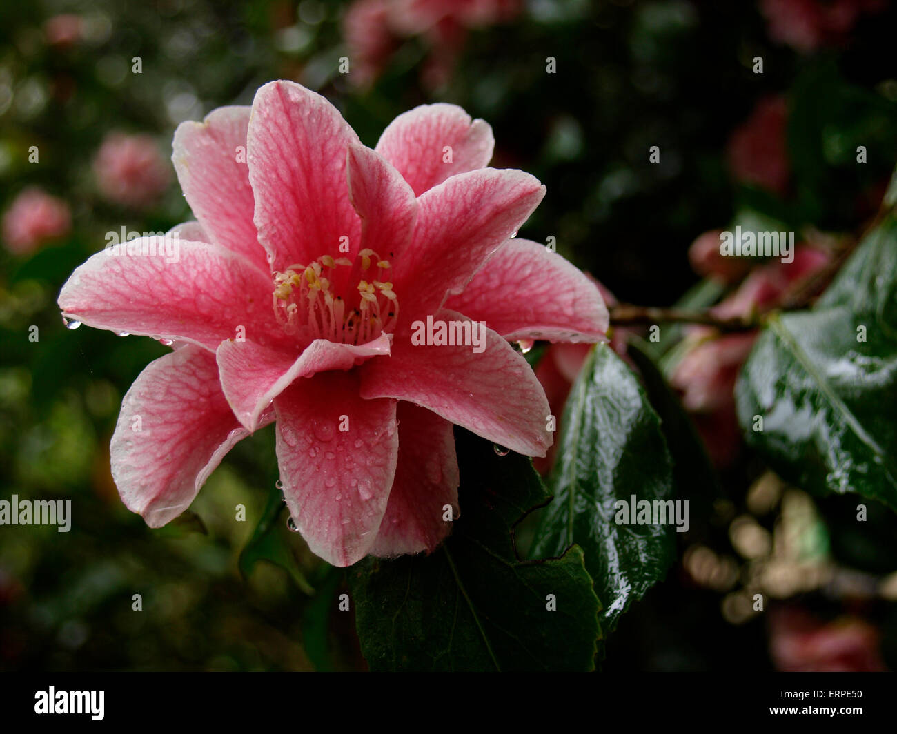 Pink camellia flower Stock Photo - Alamy