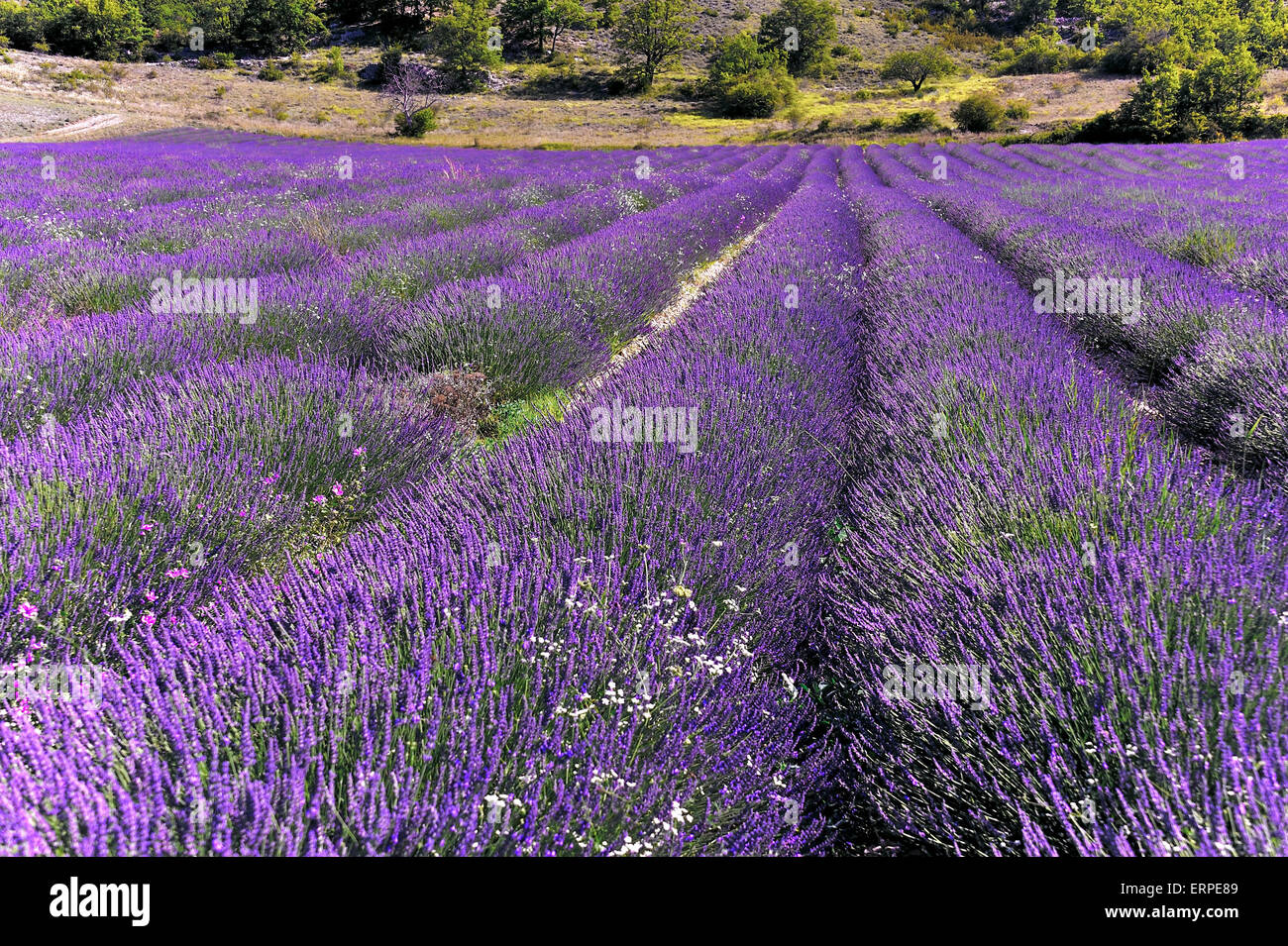 A sea of Lavender Stock Photo - Alamy
