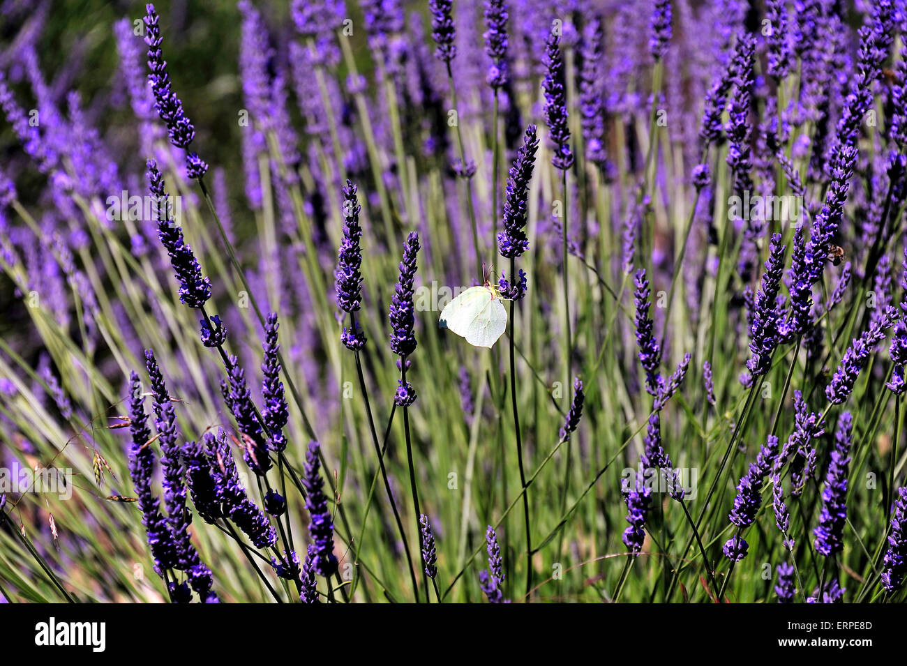 The flavour of Lavender attracts butterflies, Provence Stock Photo - Alamy