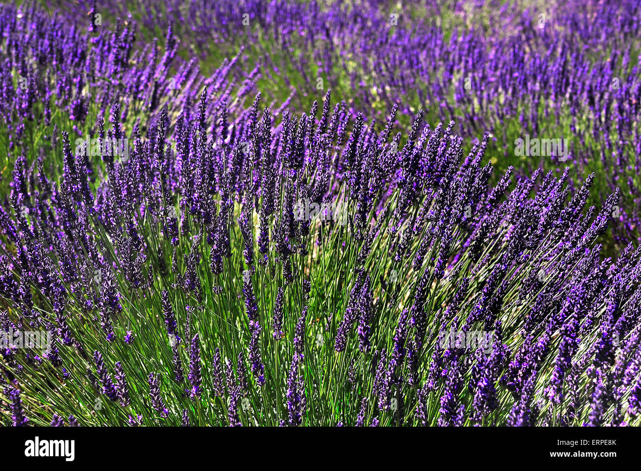The flowers of Lavender, Provence Stock Photo - Alamy
