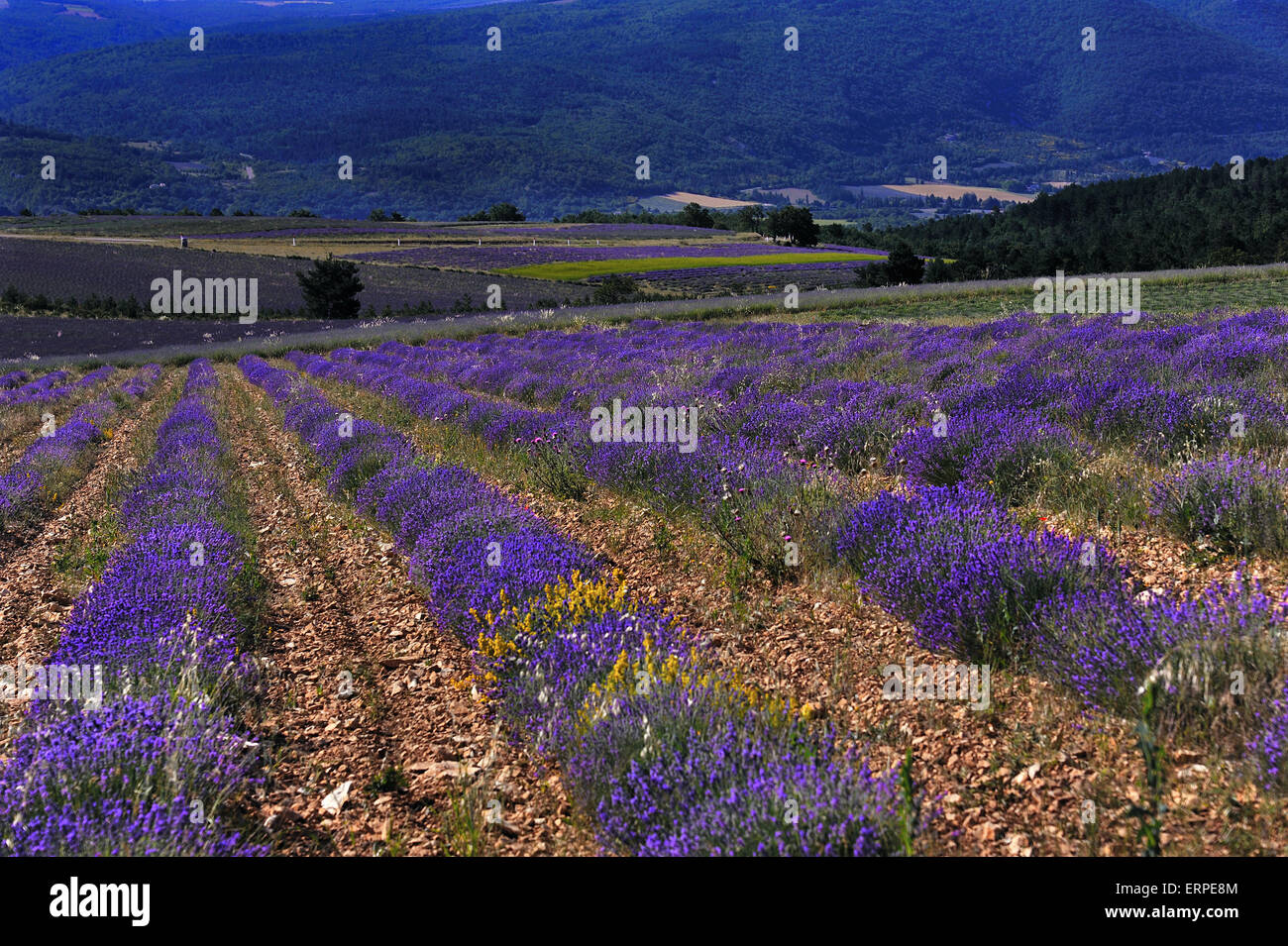 Lavender and provence hi-res stock photography and images - Alamy