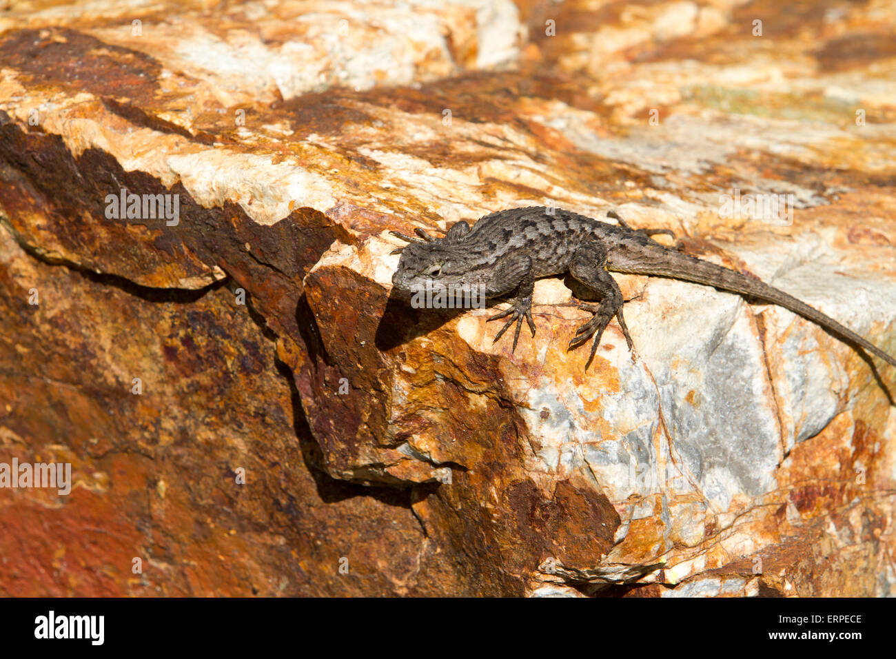 Small lizard sunning on rock at a local park Stock Photo - Alamy