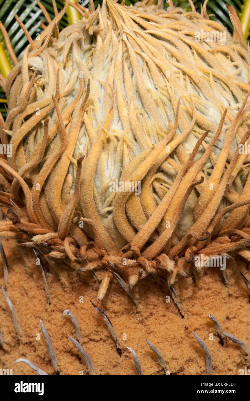 Sago palm trunk hi-res stock photography and images - Alamy