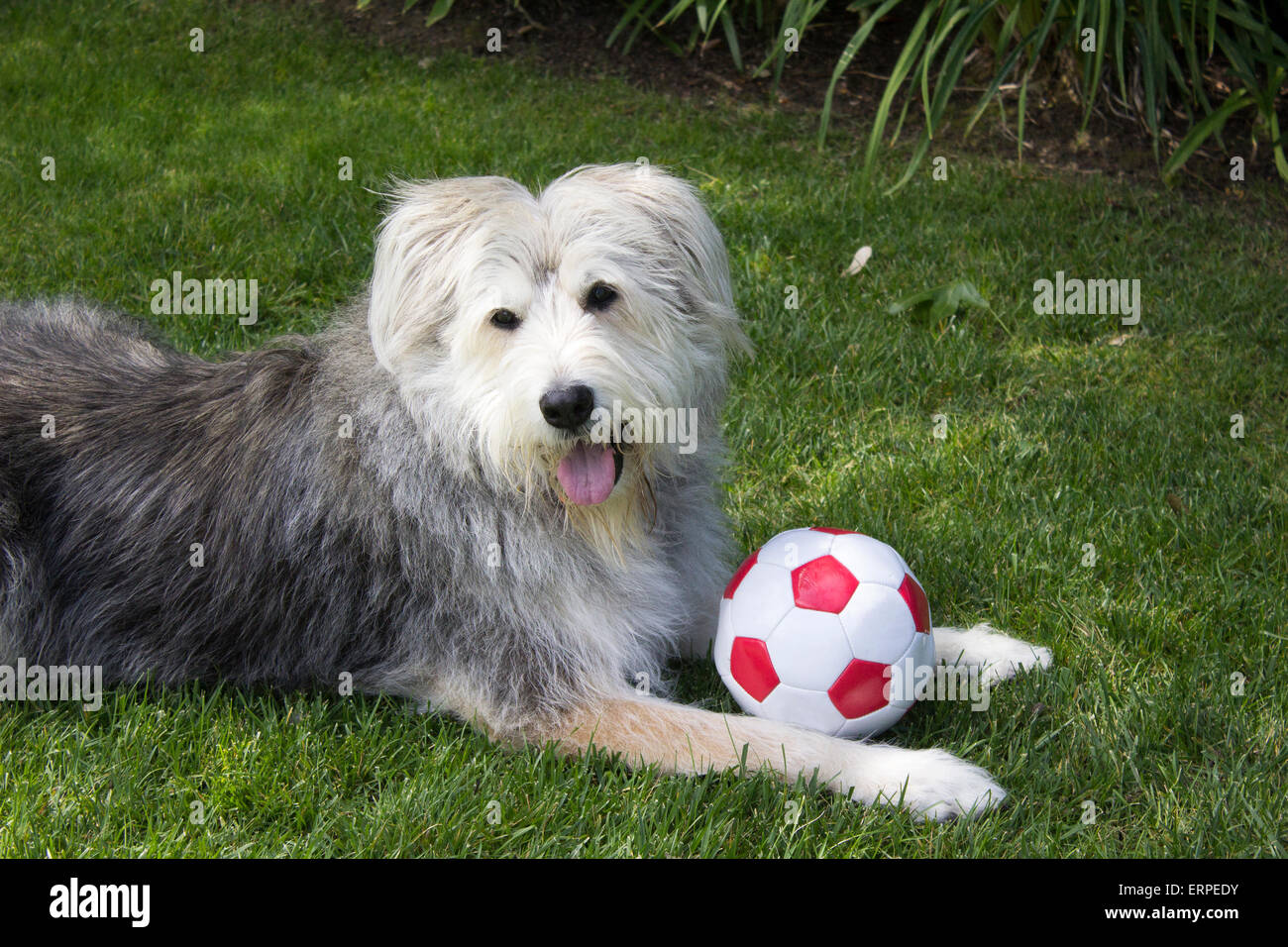 Sheepdog ready to play with a soccer ball in a grassy yard Stock Photo ...