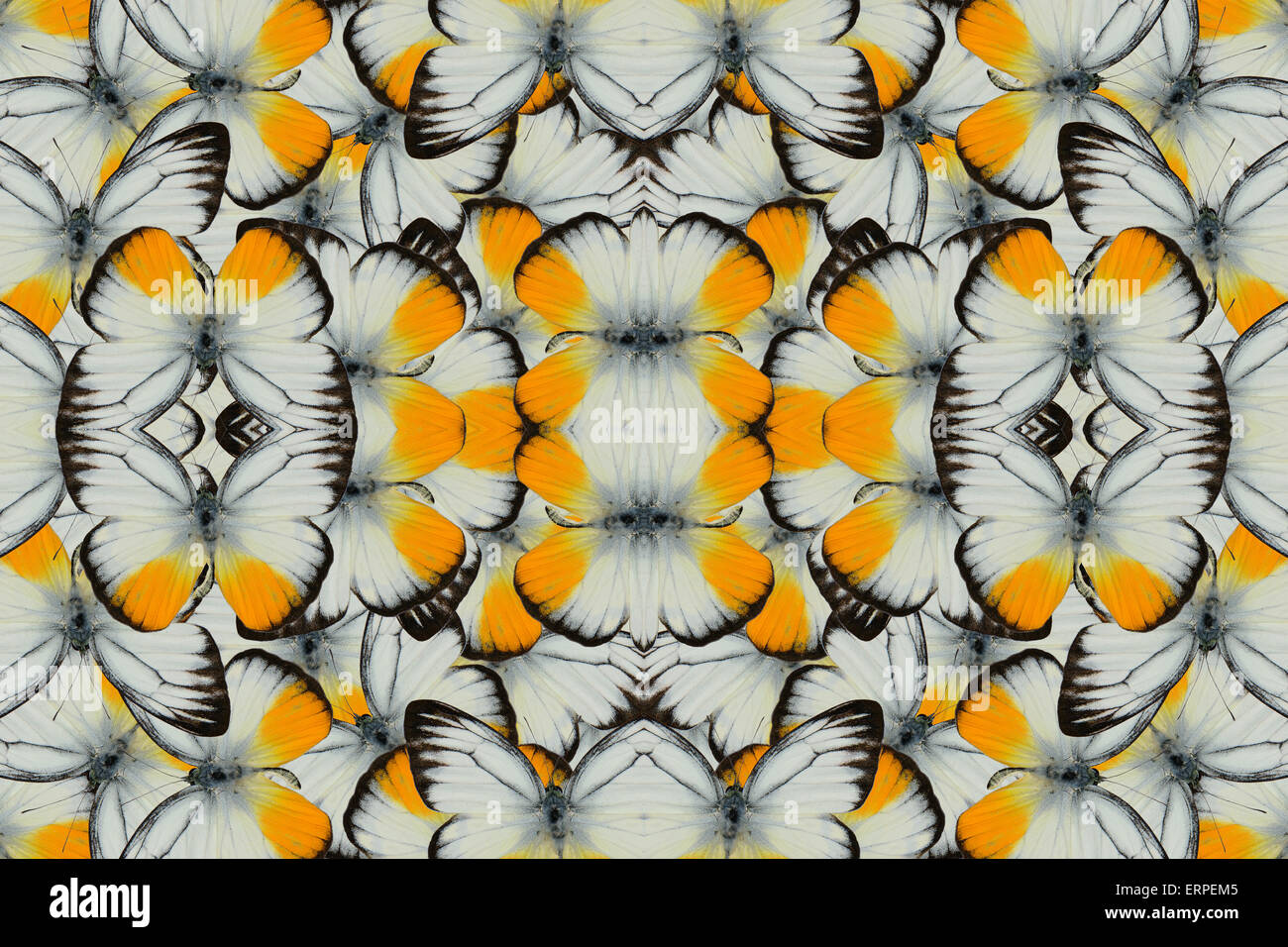 Beautiful multicolor pattern background texture made from male Orange ...