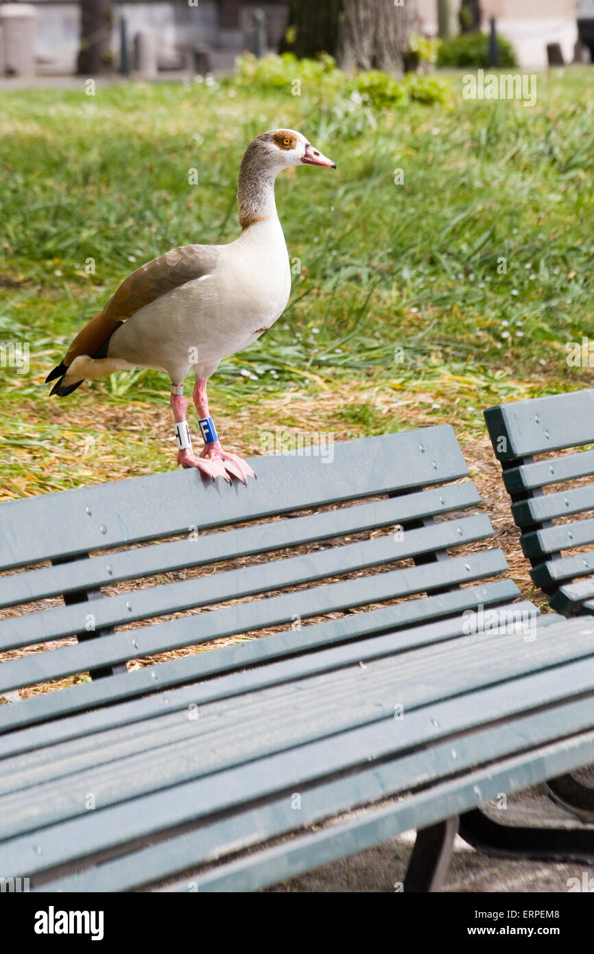 Egyptian Goose standing on the back of a park bench Stock Photo - Alamy