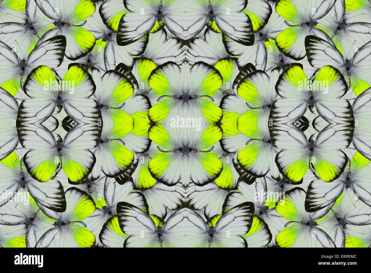 Beautiful multicolor pattern background texture made from male Orange ...