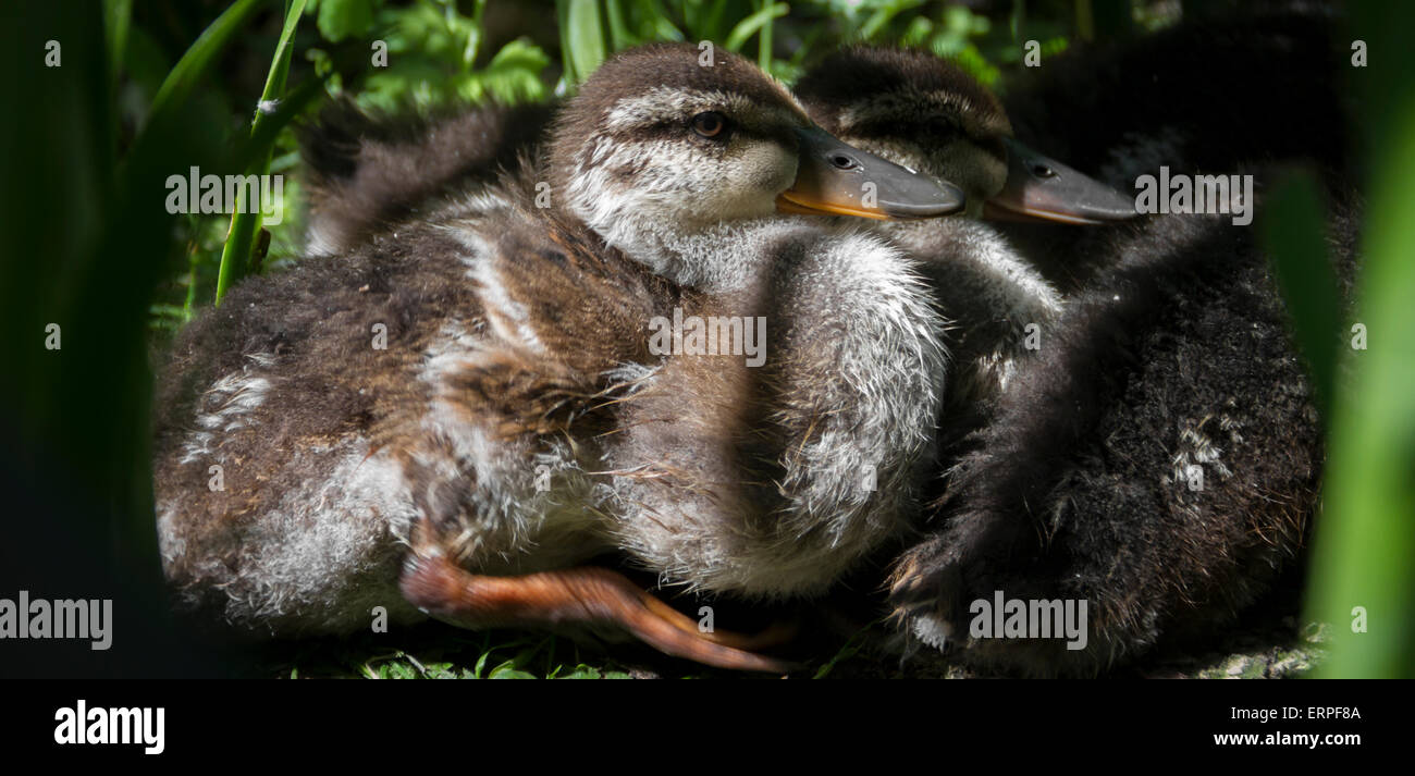 Ducklings duckling hi-res stock photography and images - Alamy