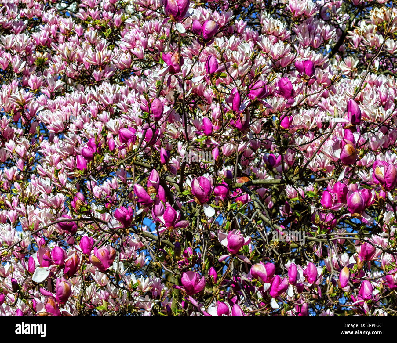 White and pink purple magnolia flowers background Stock Photo - Alamy
