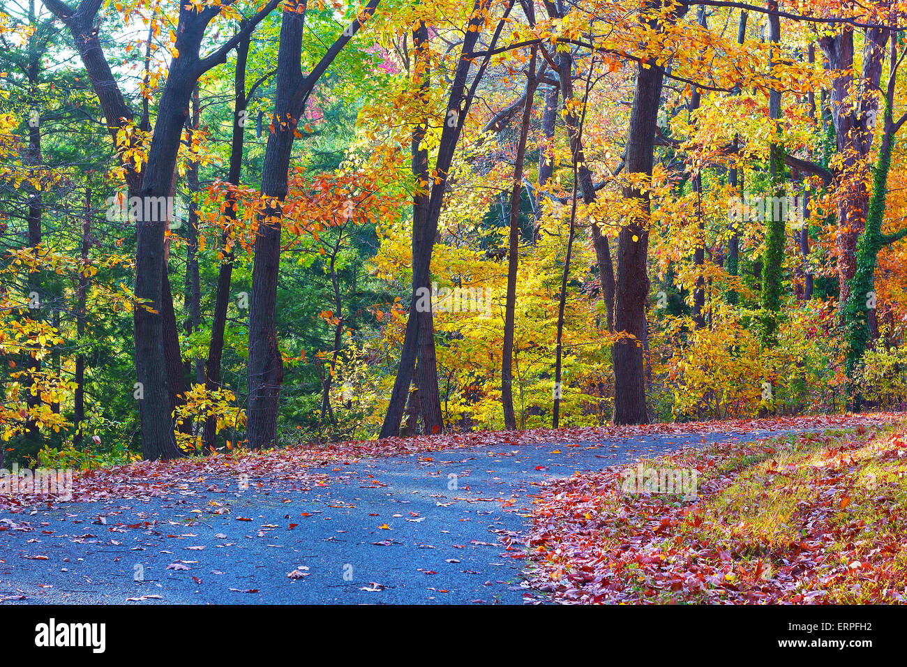 A walkway along deciduous trees in autumn. Colorful trees foliage in ...