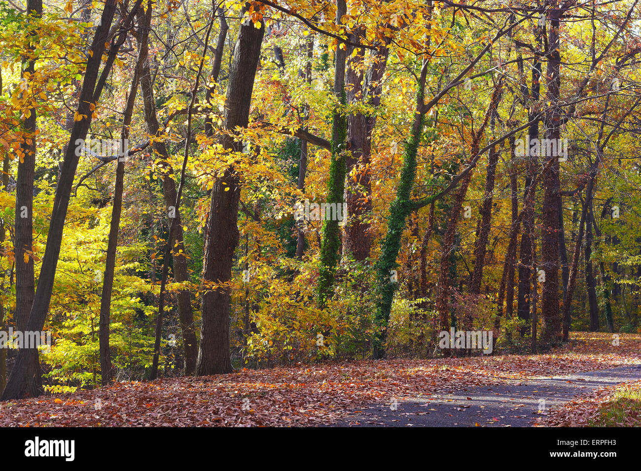 The road in the forest during fall Stock Photo - Alamy