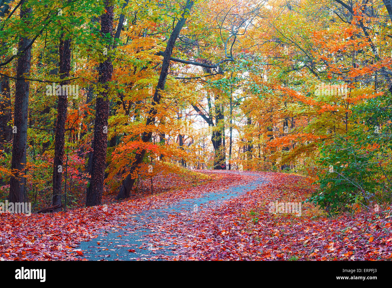Trees in colorful foliage along a park pathway Stock Photo - Alamy