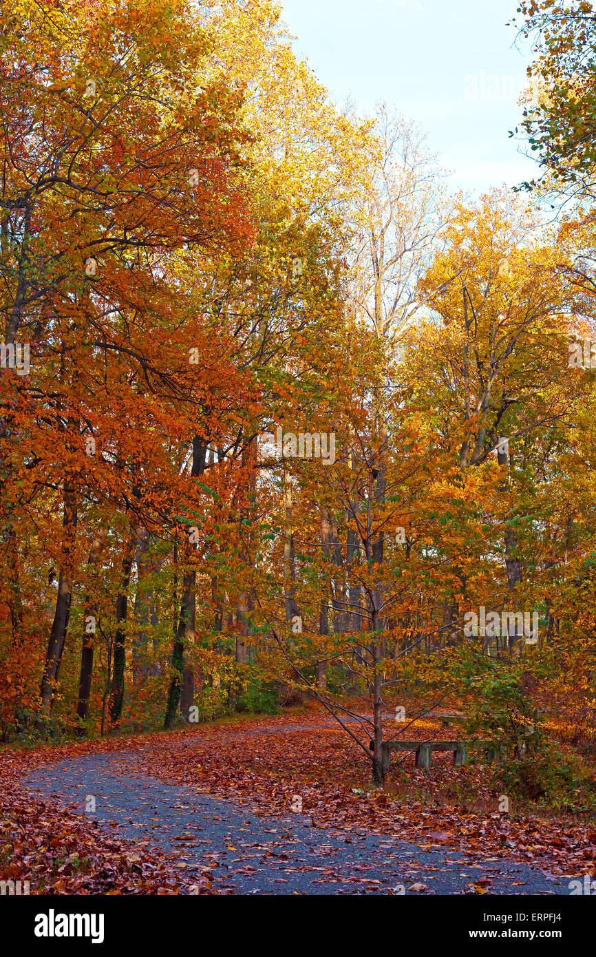 A park pathway in the autumn Stock Photo - Alamy