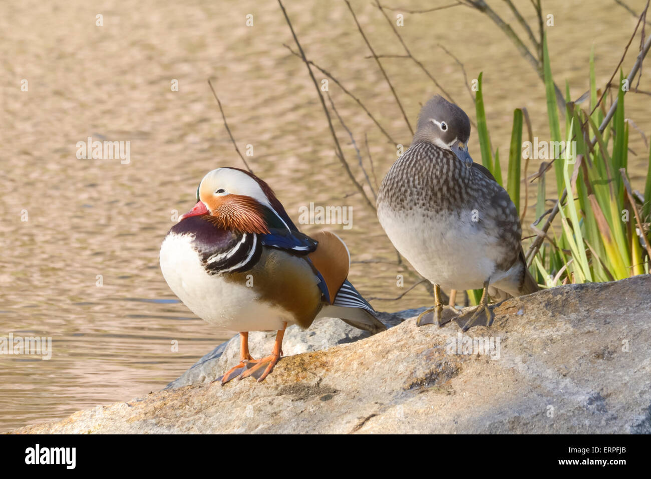 Male and female mandarin ducks standing side by side on rock at edge of ...