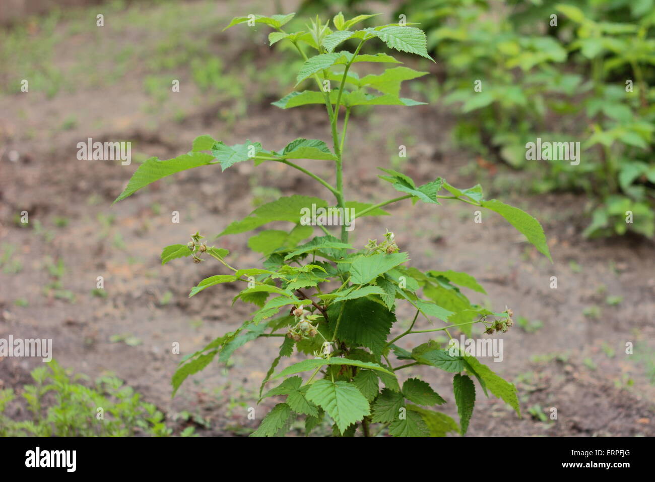 Raspberry tree hi-res stock photography and images - Alamy
