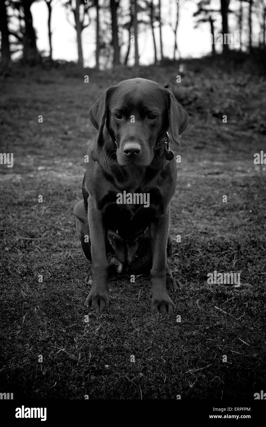 Portrait of Black Labrador sat in woods on walk in Black and White ...