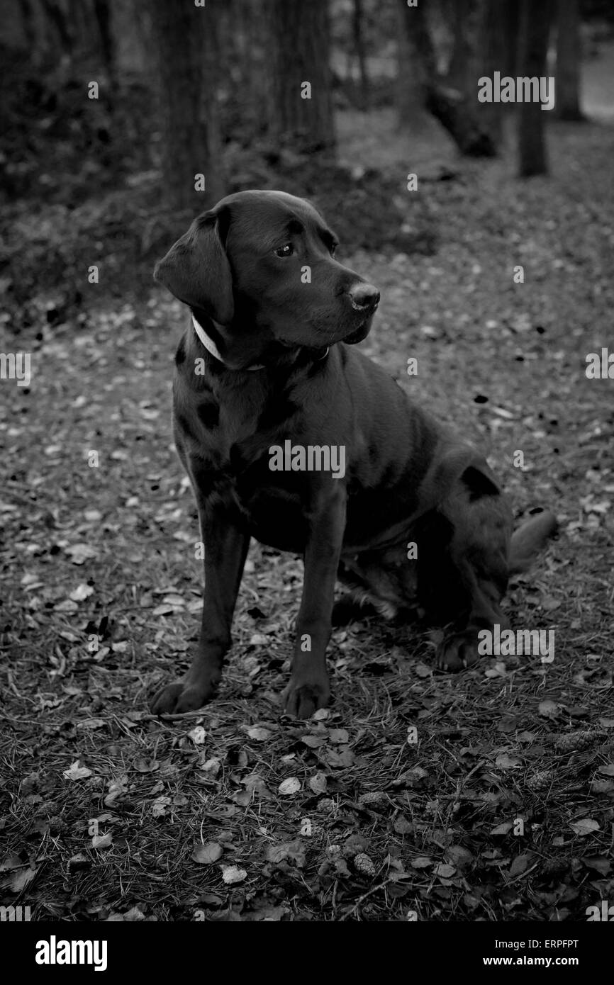 Portrait of Black Labrador sat in woods on walk in Black and White ...