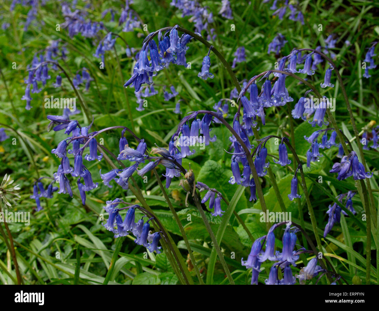 Bluebells, Devon, UK Stock Photo - Alamy