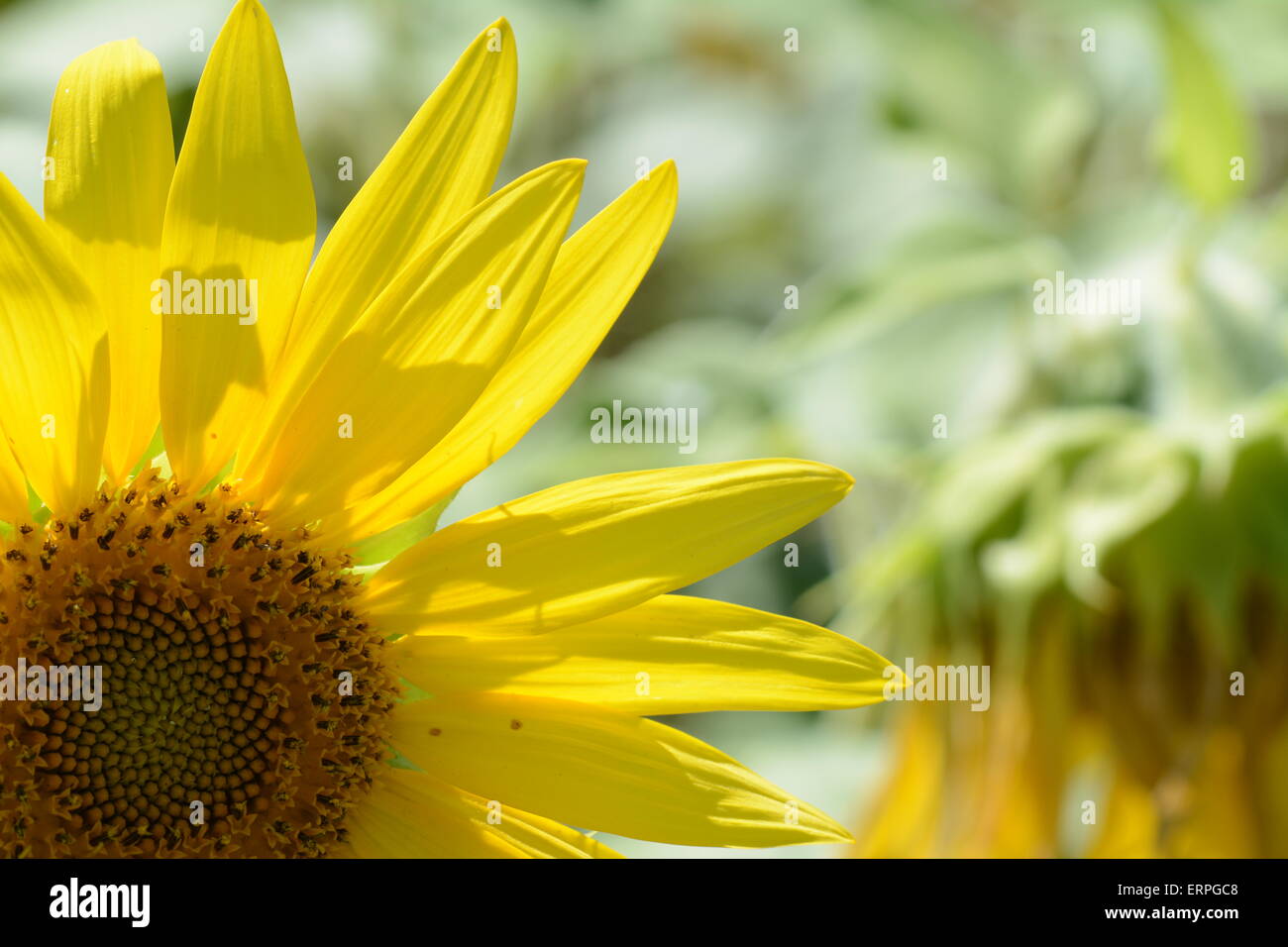 Single sunflower hi-res stock photography and images - Alamy