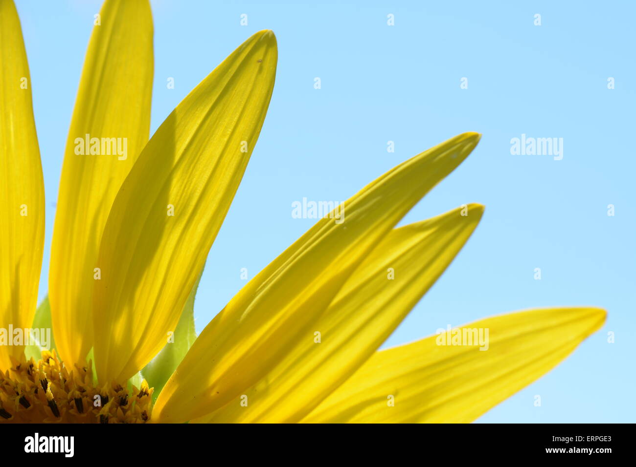 Single sunflower hi-res stock photography and images - Alamy