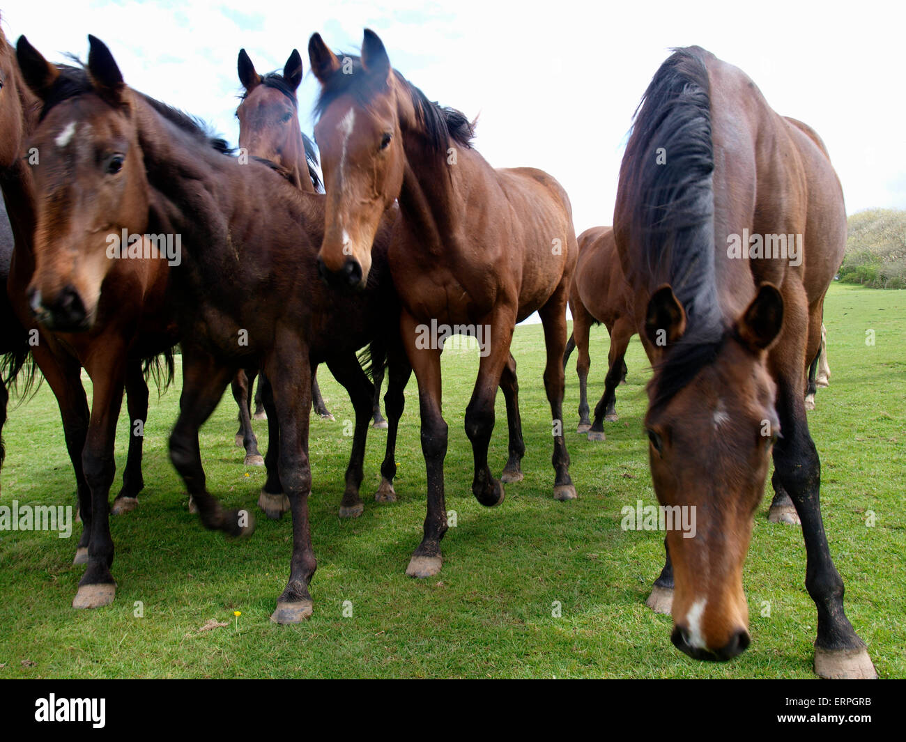 Group horses walking hi-res stock photography and images - Alamy