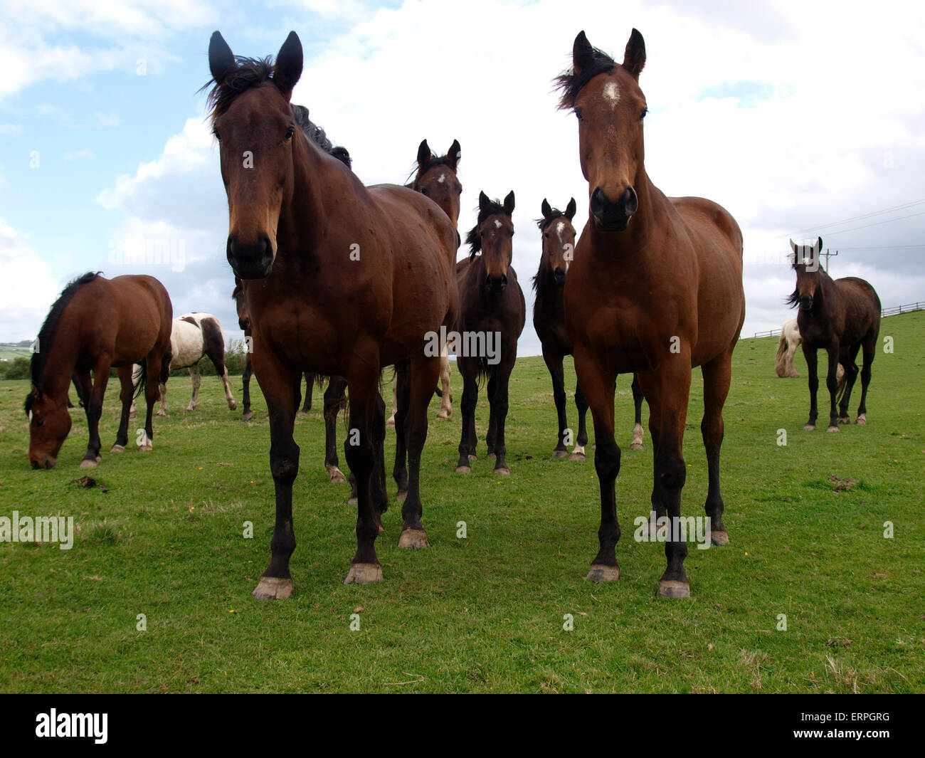 Group of horses hi-res stock photography and images - Alamy