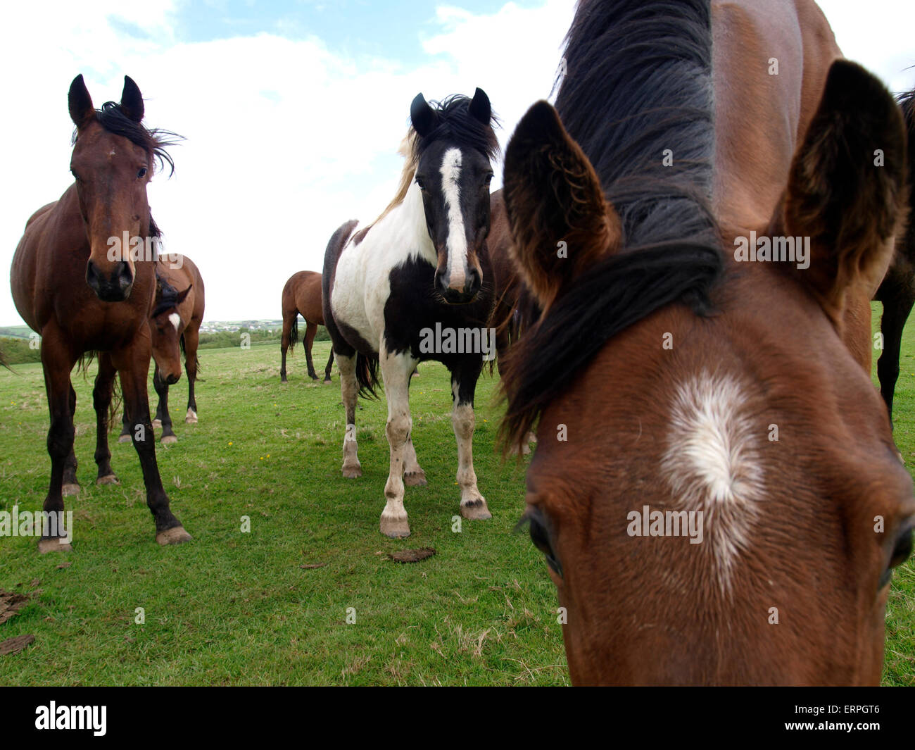 Marking on head hi-res stock photography and images - Alamy