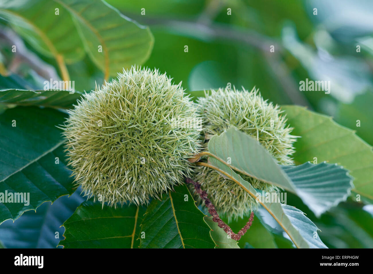 American chestnut seeds hi-res stock photography and images - Alamy