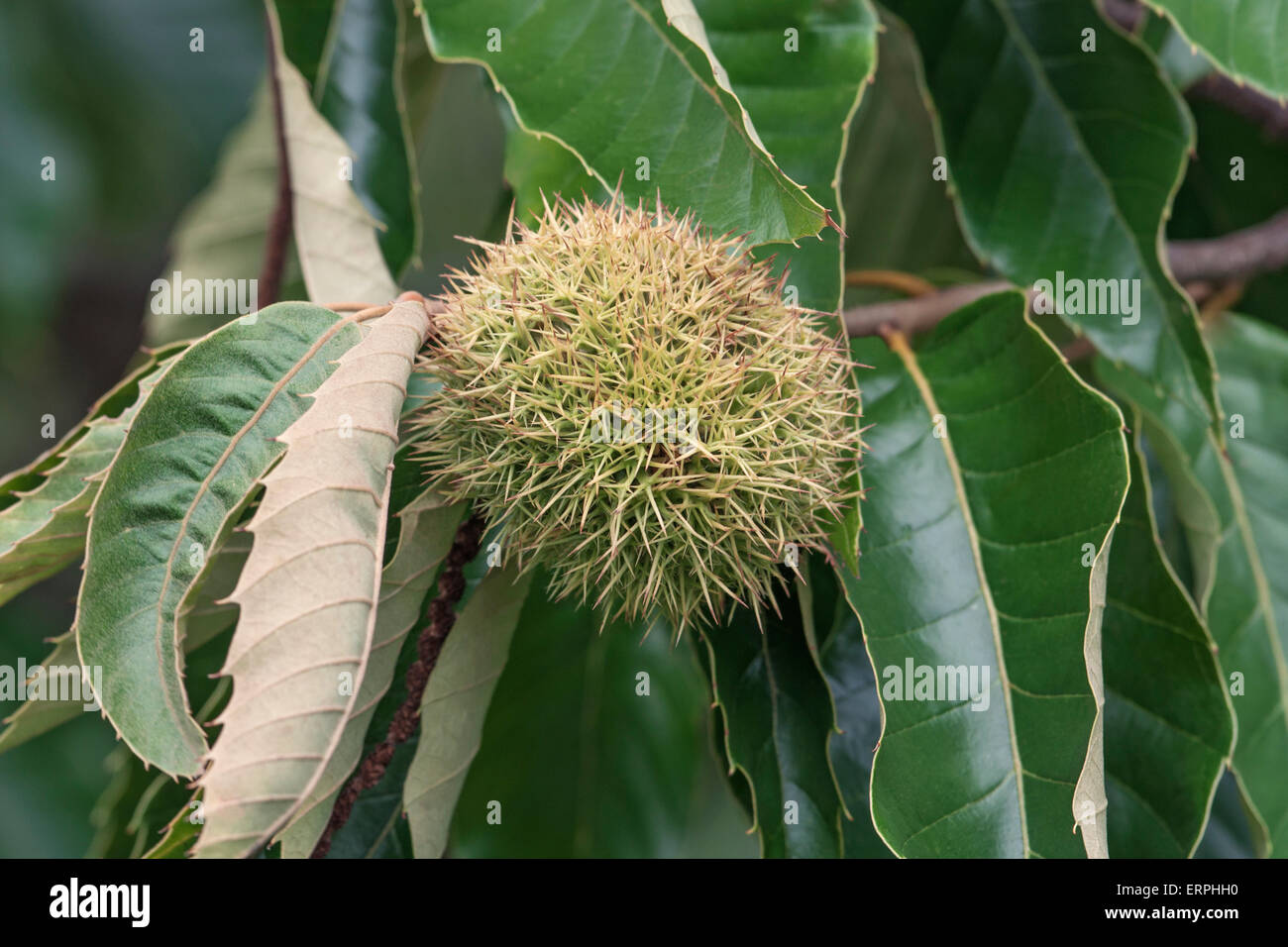 Castanea dentata hi-res stock photography and images - Alamy