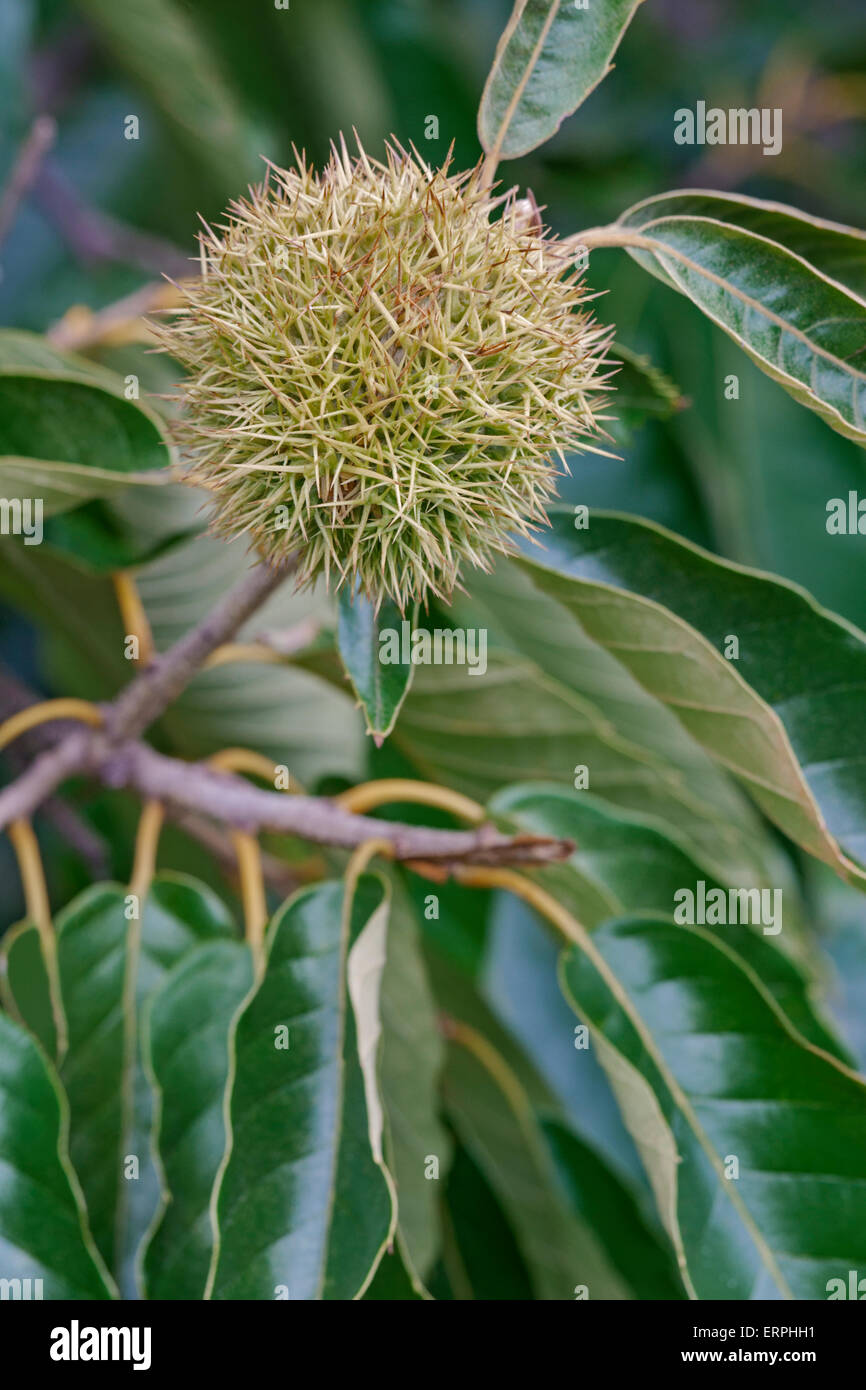 Castanea dentata tree hi-res stock photography and images - Alamy