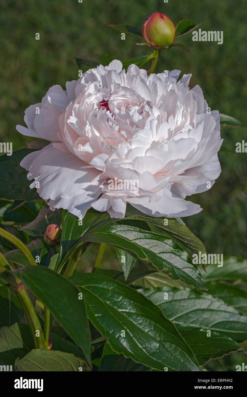 Chinese peony (Paeonia lactiflora Stock Photo - Alamy