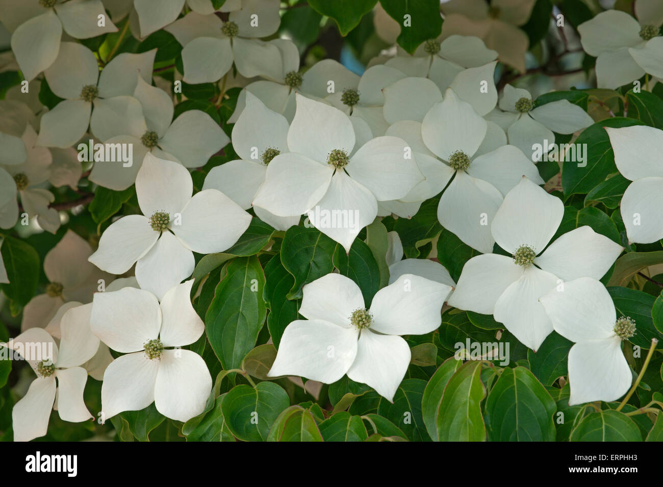 Kousa dogwood cornus kousa hi-res stock photography and images - Alamy