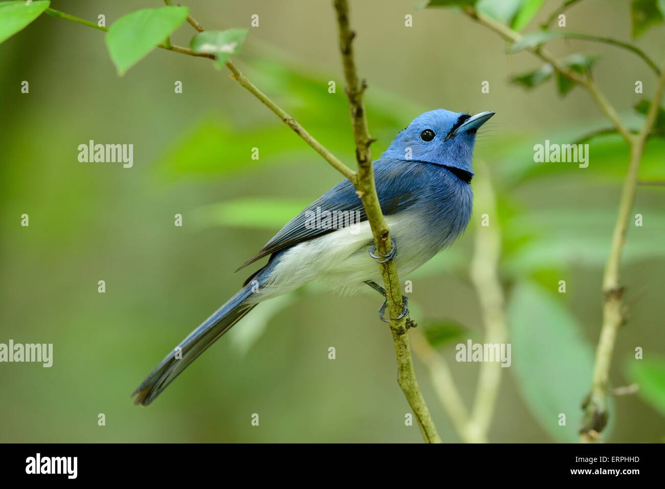beautiful male black-nape monarch (Hypothymis azurea) protecting his ...