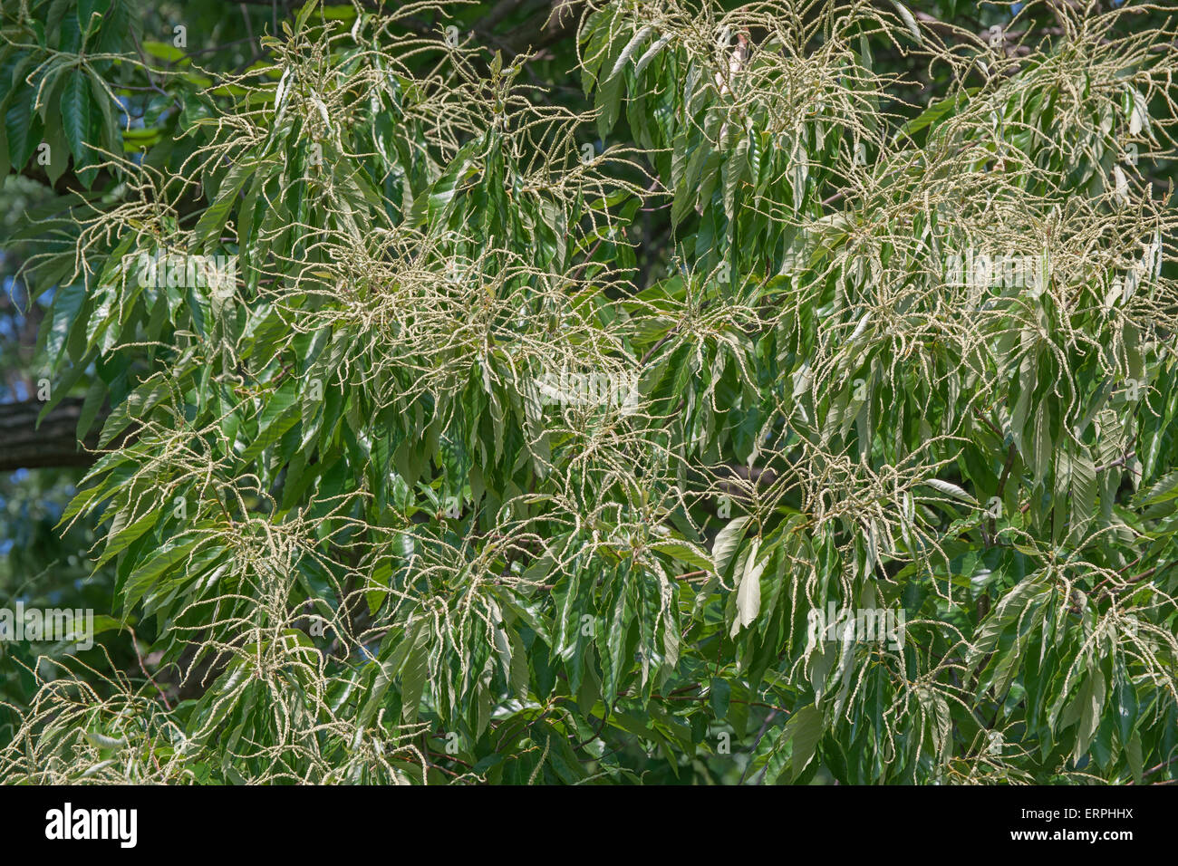 American chestnut (Castanea dentata Stock Photo - Alamy