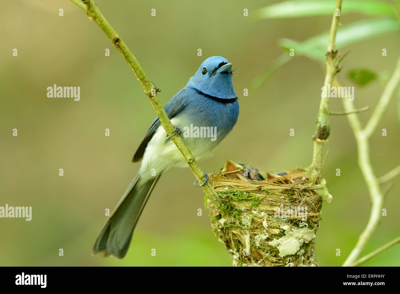 beautiful male black-nape monarch (Hypothymis azurea) protecting his ...