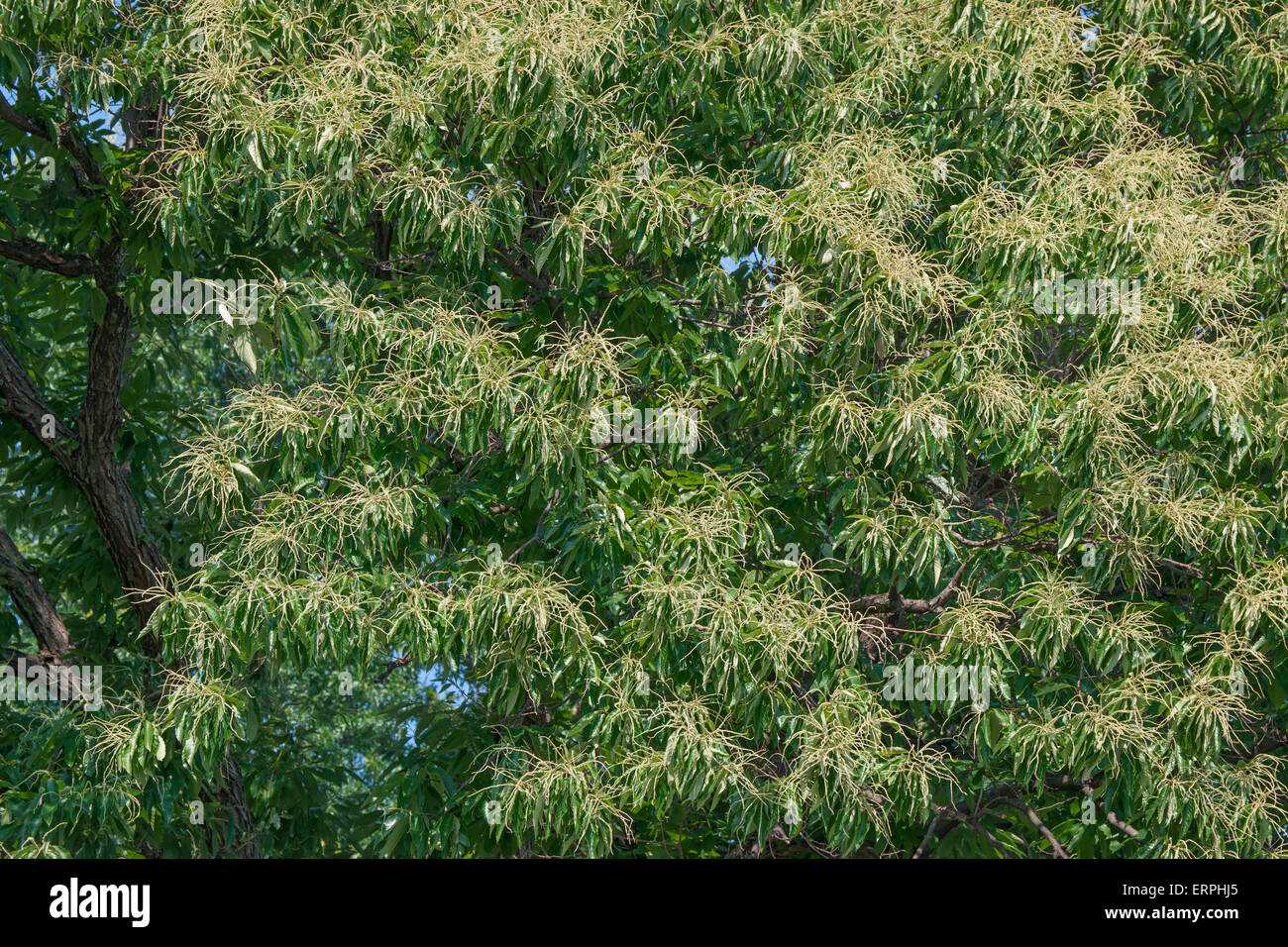 American chestnut (Castanea dentata Stock Photo - Alamy