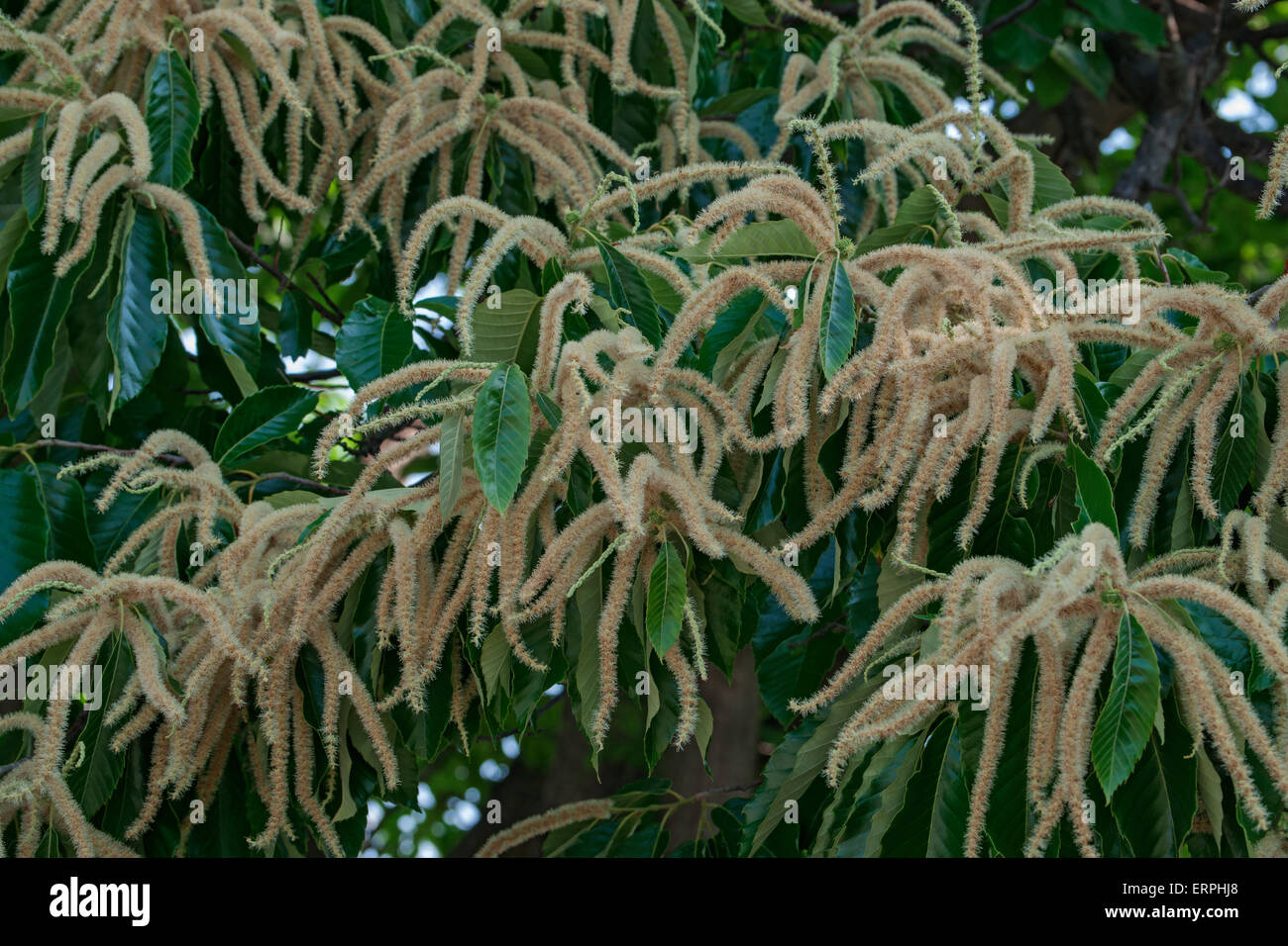 American chestnut (Castanea dentata Stock Photo - Alamy