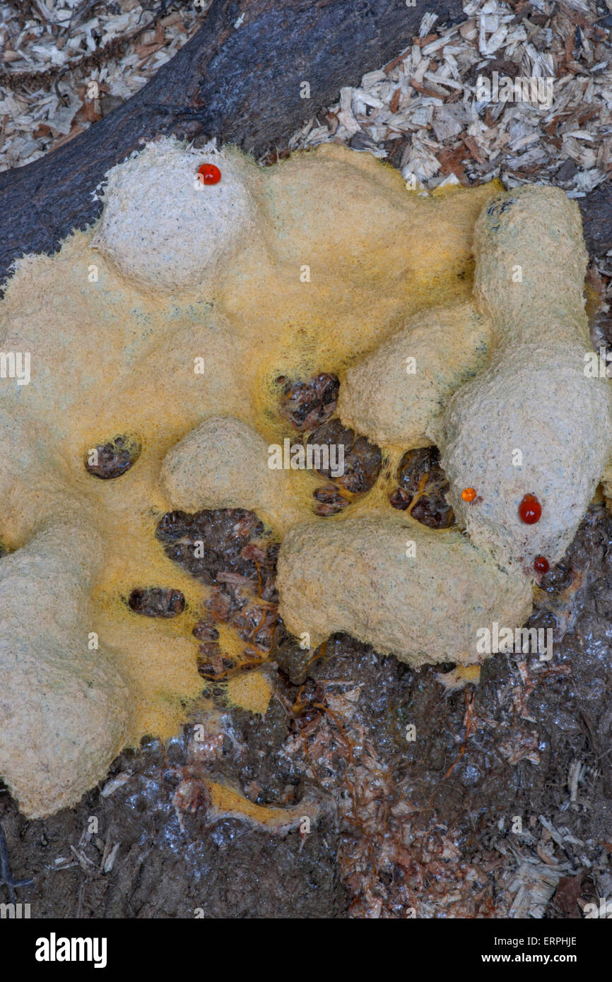 Dog womit slime mold hi-res stock photography and images - Alamy