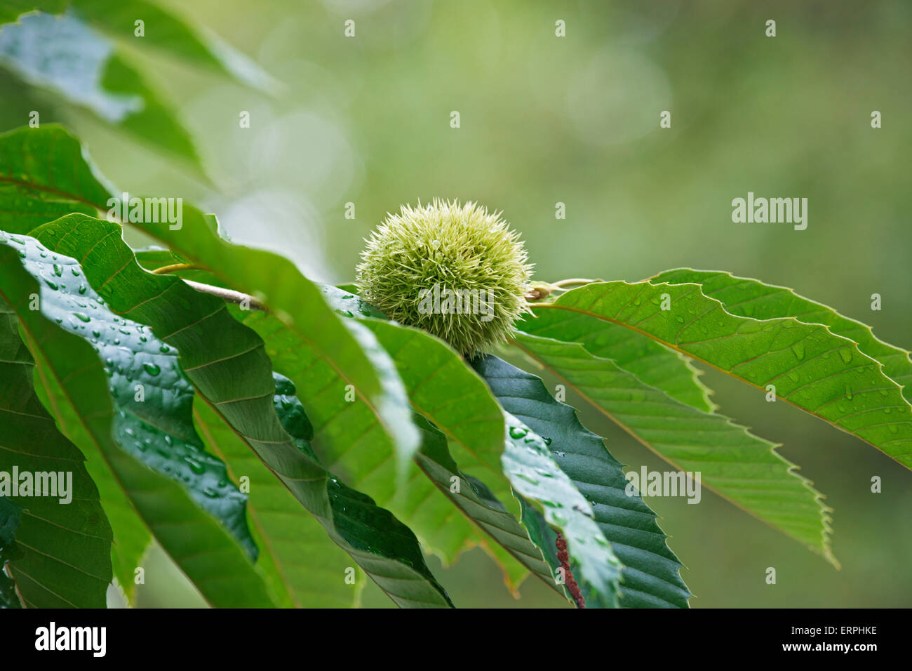 Castanea Dentata Tree High Resolution Stock Photography and Images - Alamy